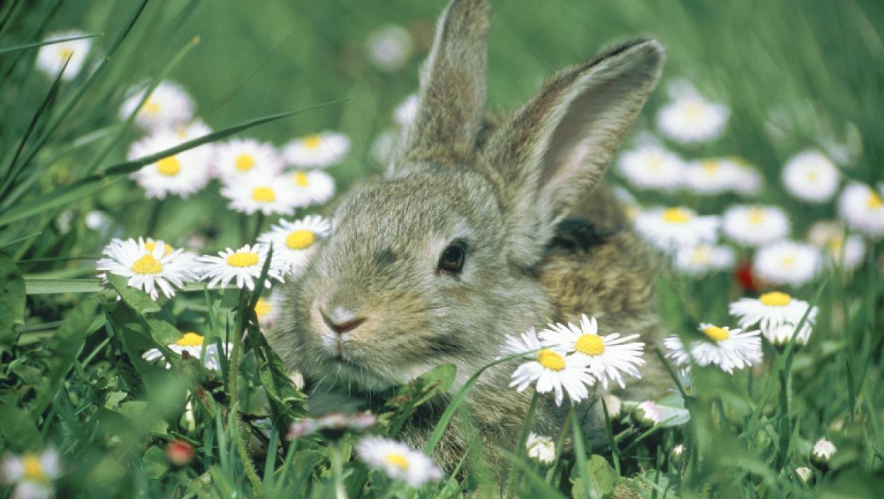 Zec je simbol vere, ljubavi i sreće