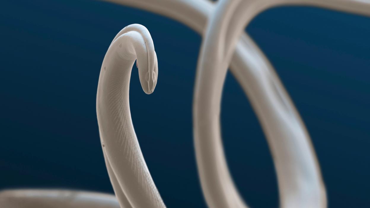 Kako mačke dobijaju gliste?