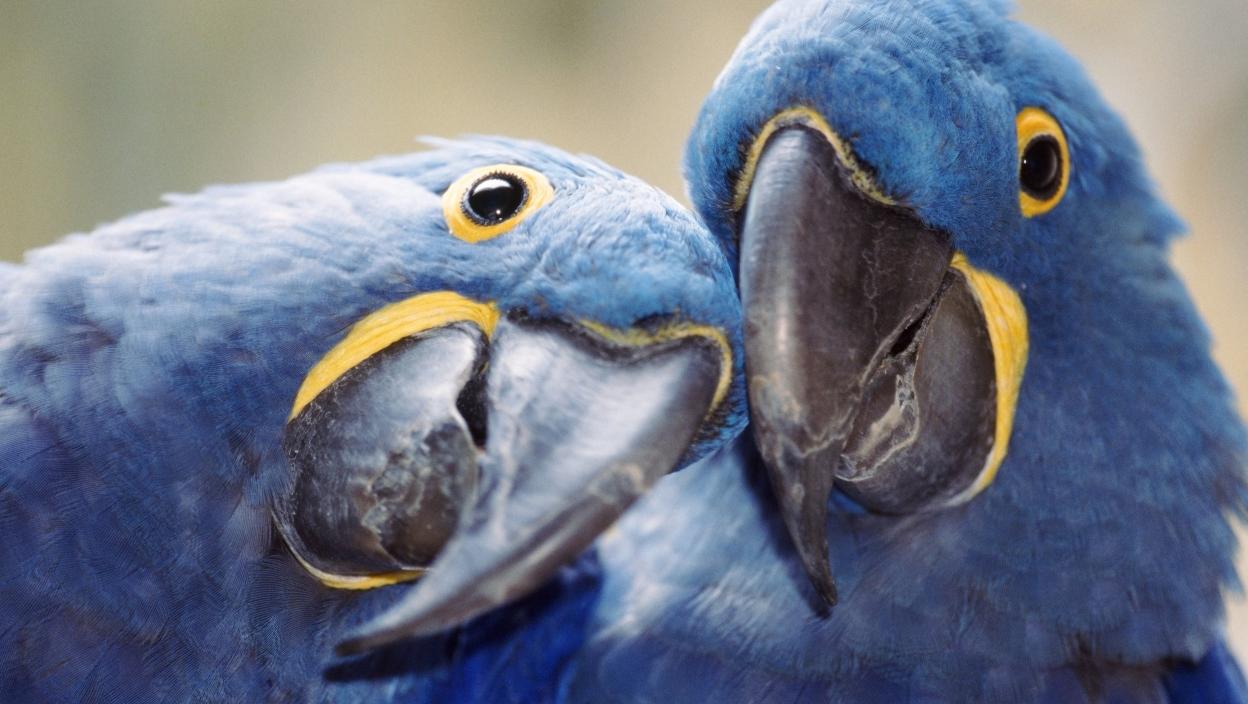 Od kojih bolesti obolevaju papagaji?
