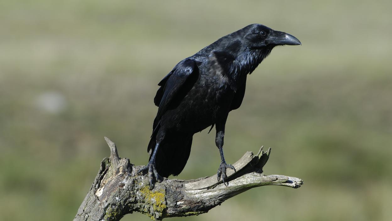 Vrane jedne od najinteligentnijih vrsta ptica na svetu