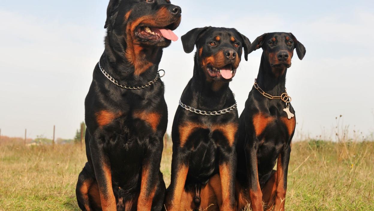 Најопаснији пси међу кућним љубимцима - Србија данас