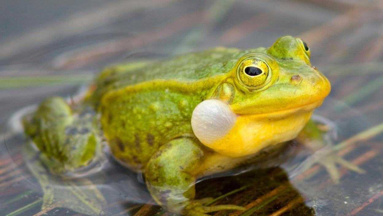 FASCINANTNO! Koža žabe leči bolesti! - Srbija danas