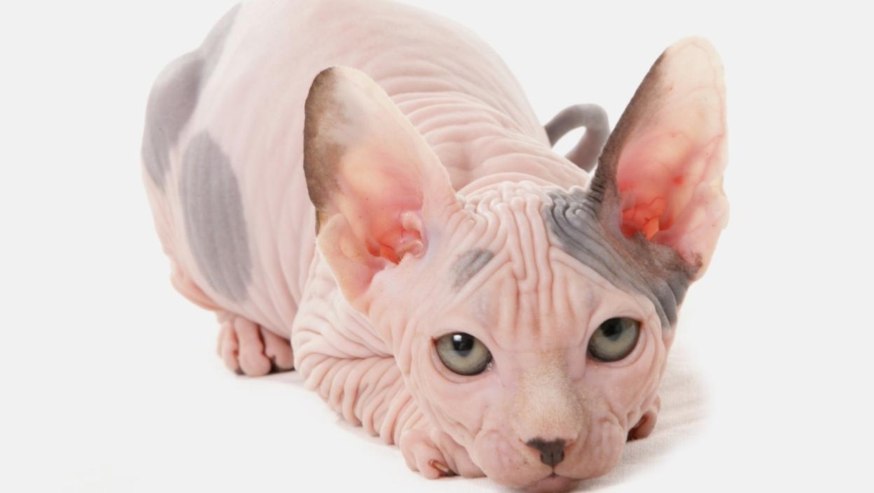 Сфинкс: Једина бездлака мачка на свету - Србија данас