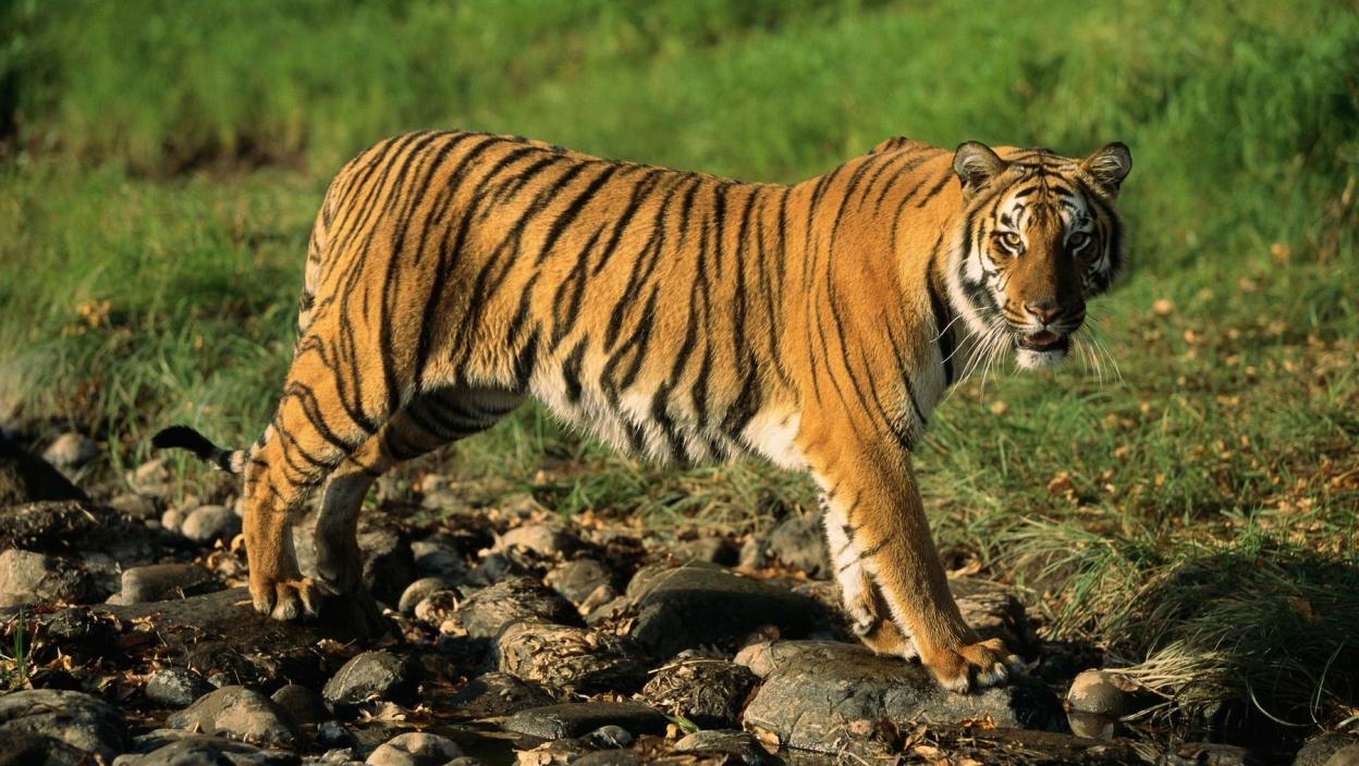 Тигар: Опасна животиња, атрактивног изгледа