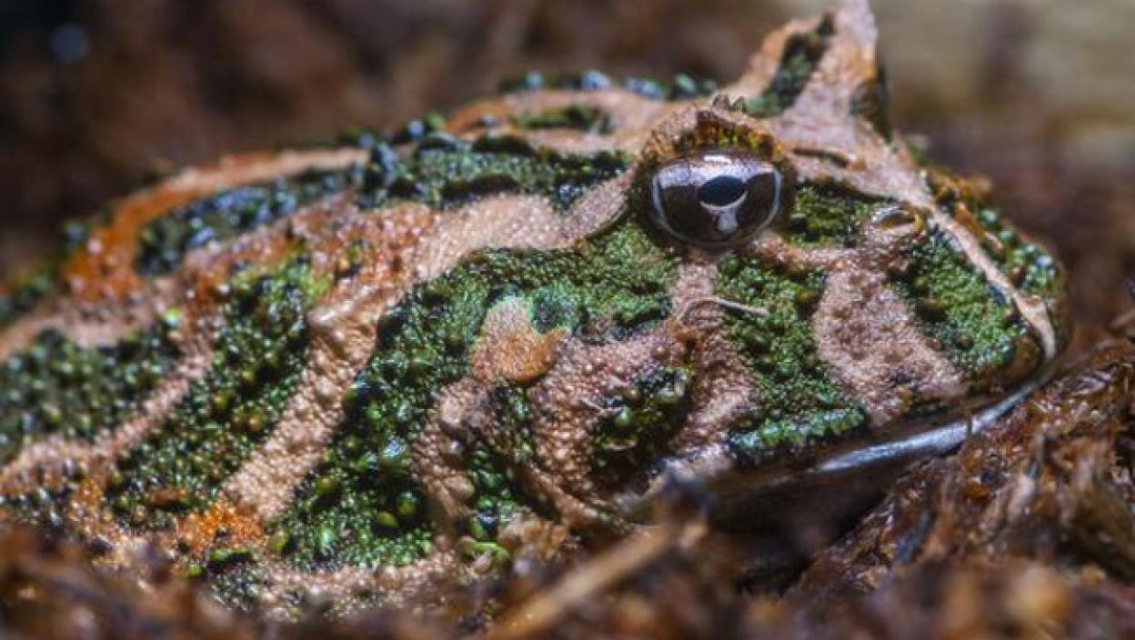 Рогата жаба је рекордер у подизању тежине - Србија данас