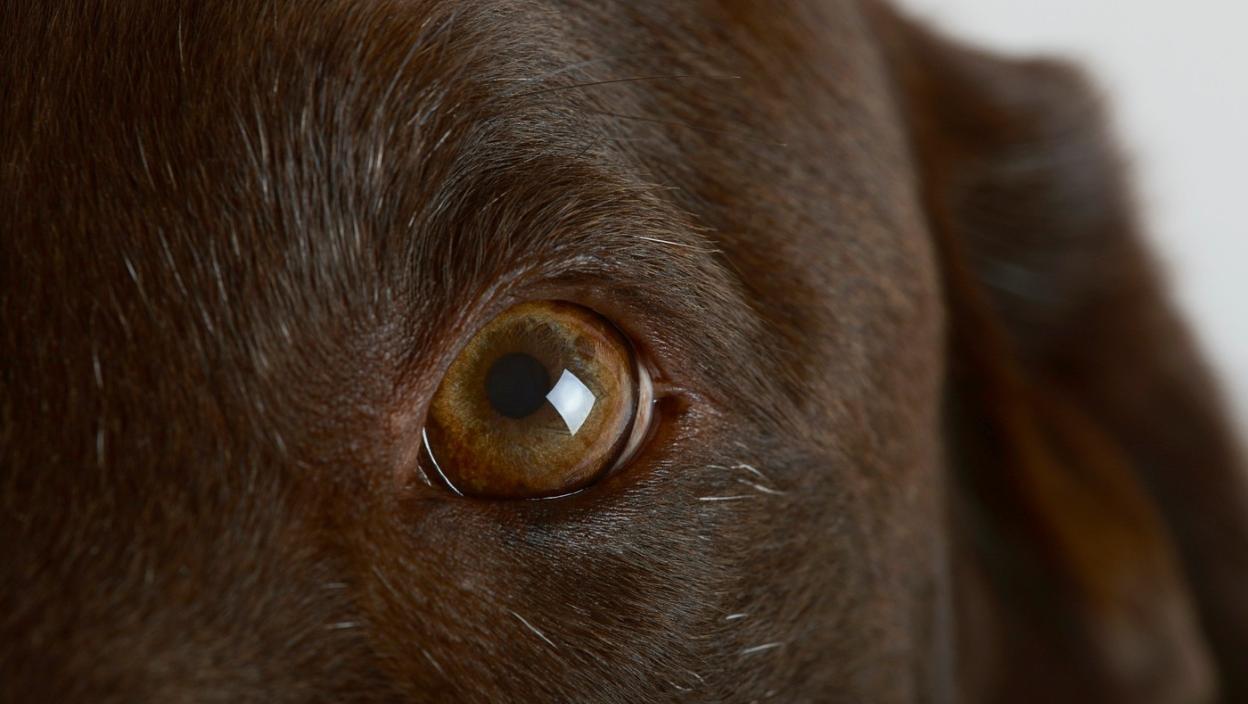 Psi imaju i treći kapak? - Srbija danas