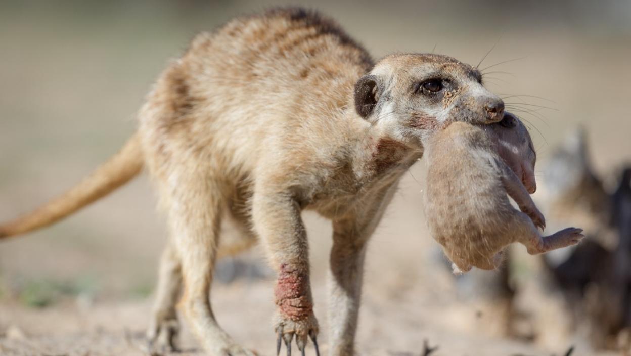 Ranjena ženka merkata spasla mladunče od zmije - Srbija danas