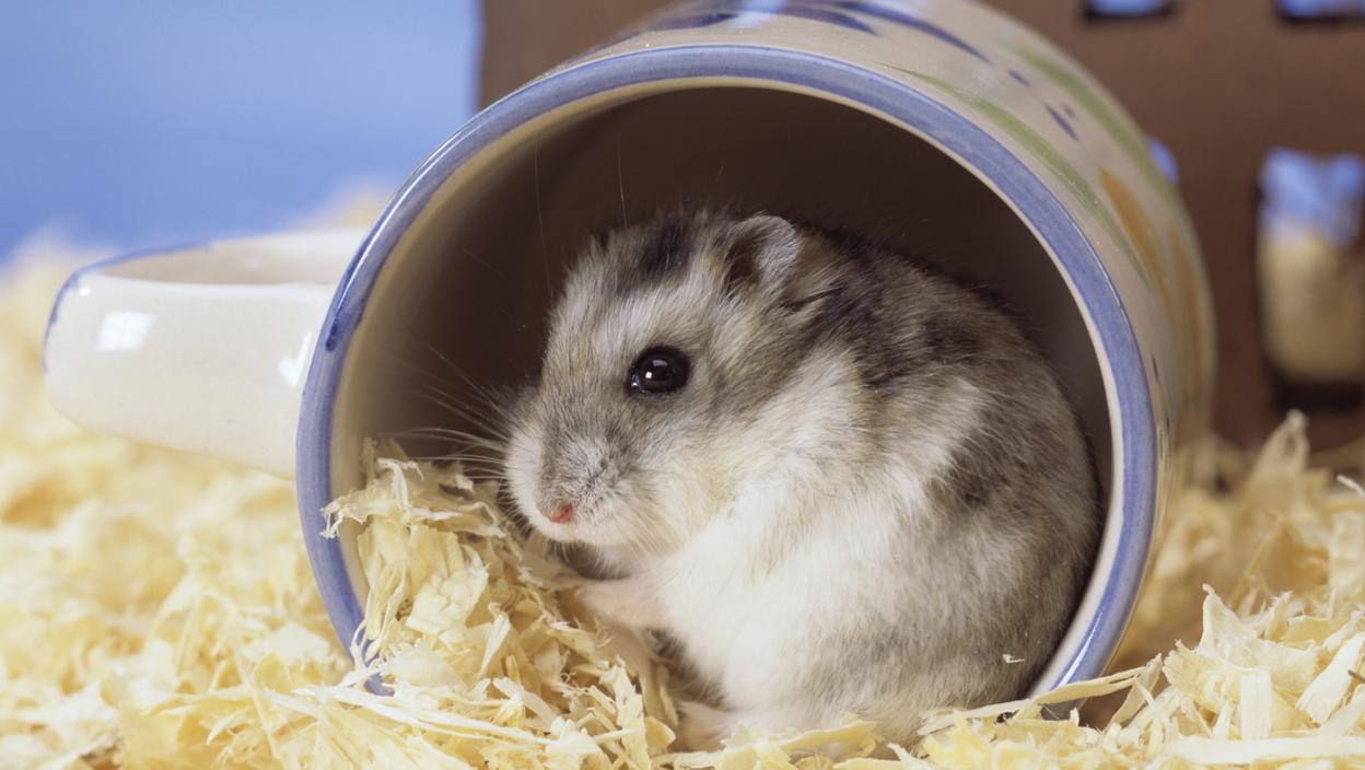 Beli ruski hrčak sve popularniji kućni ljubimac