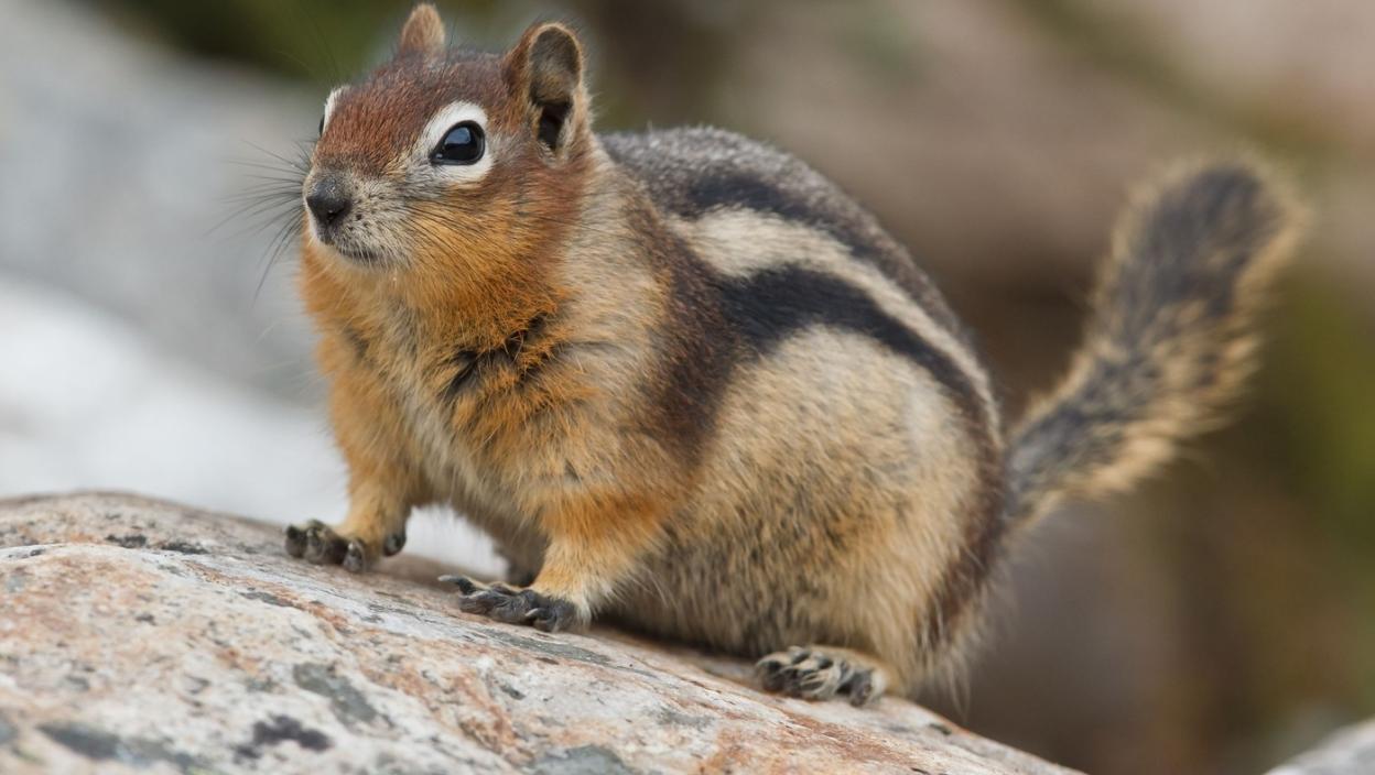 Tajne prugastih kanadskih veverica