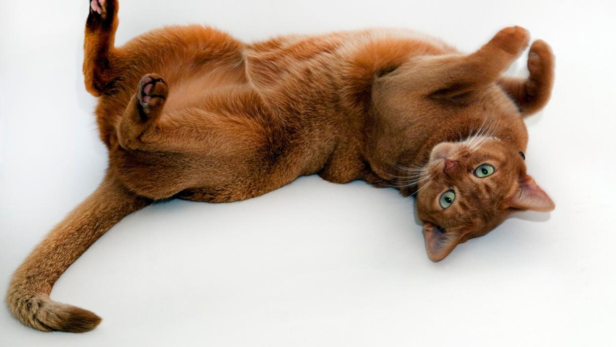 Abesinska mačka - jedna od najskupljih pasmina - Srbija danas