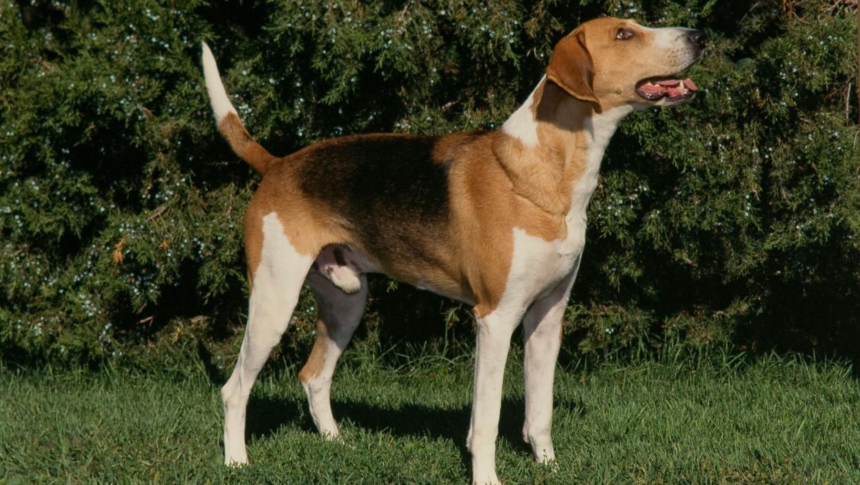 Američki lisičar: Lovac za primer - Srbija danas