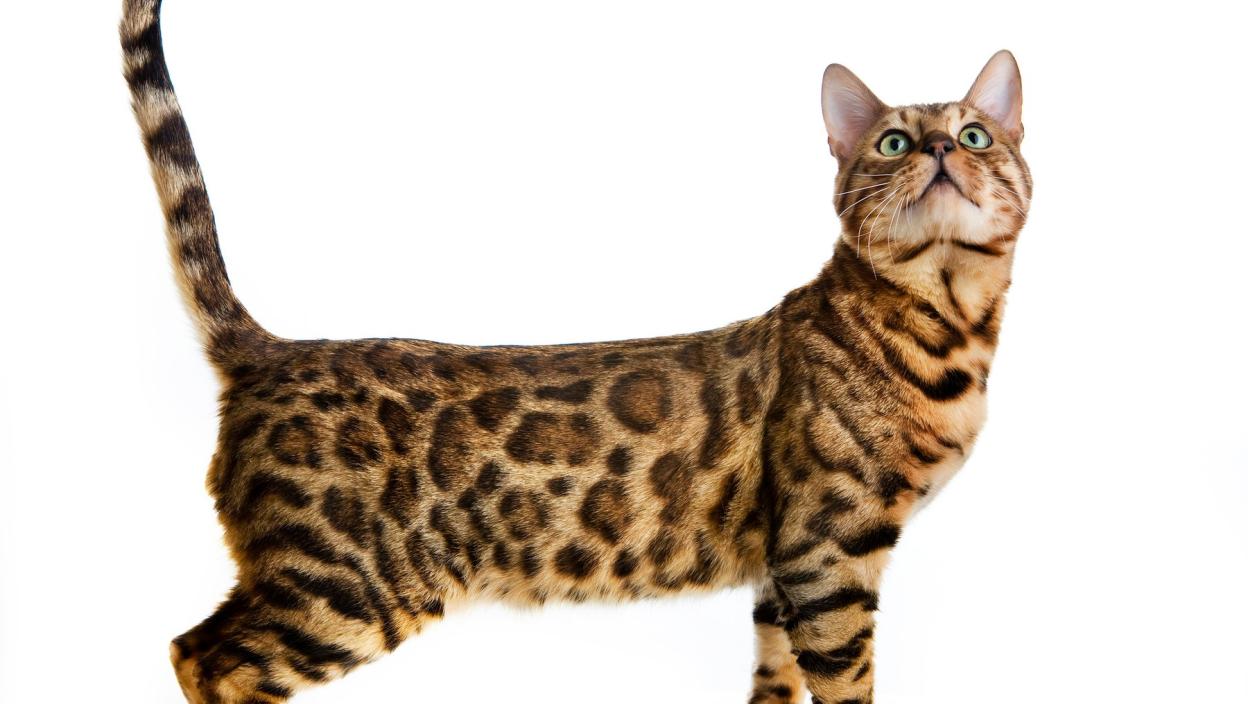 Bengalska mačka: Divlja u srcu i temperamentna pasmina - Srbija danas