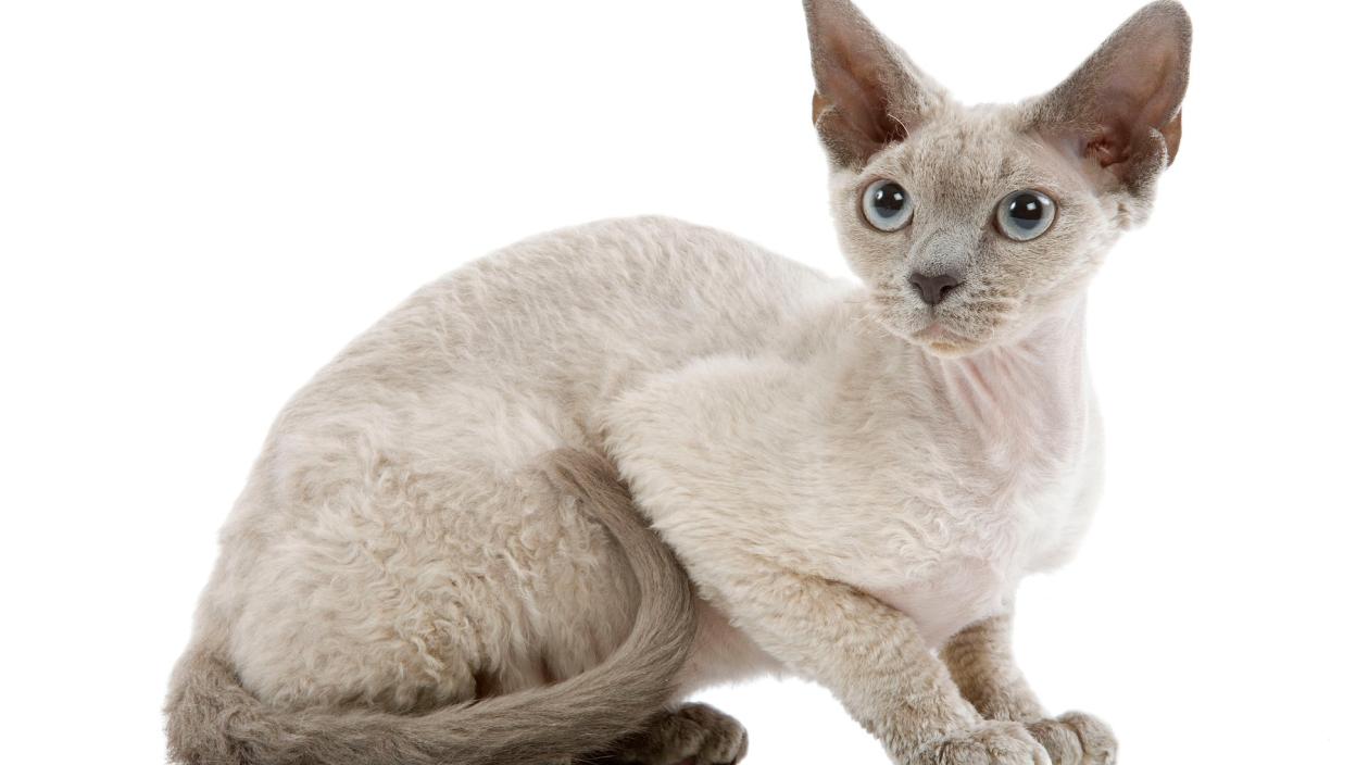 Devon reks mačka: Buldog među mačkama - Srbija danas