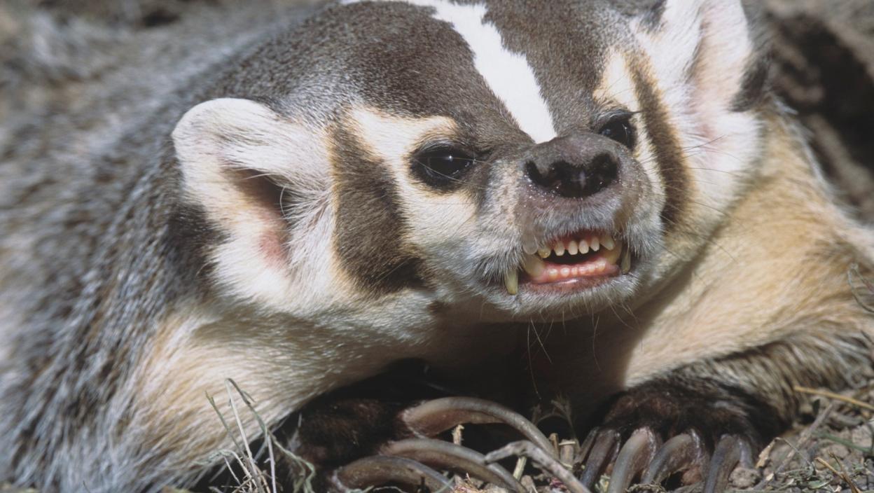 JAZAVAC TERORISTA: Tri meseca u Prijepolju svi strahuju od njega ...
