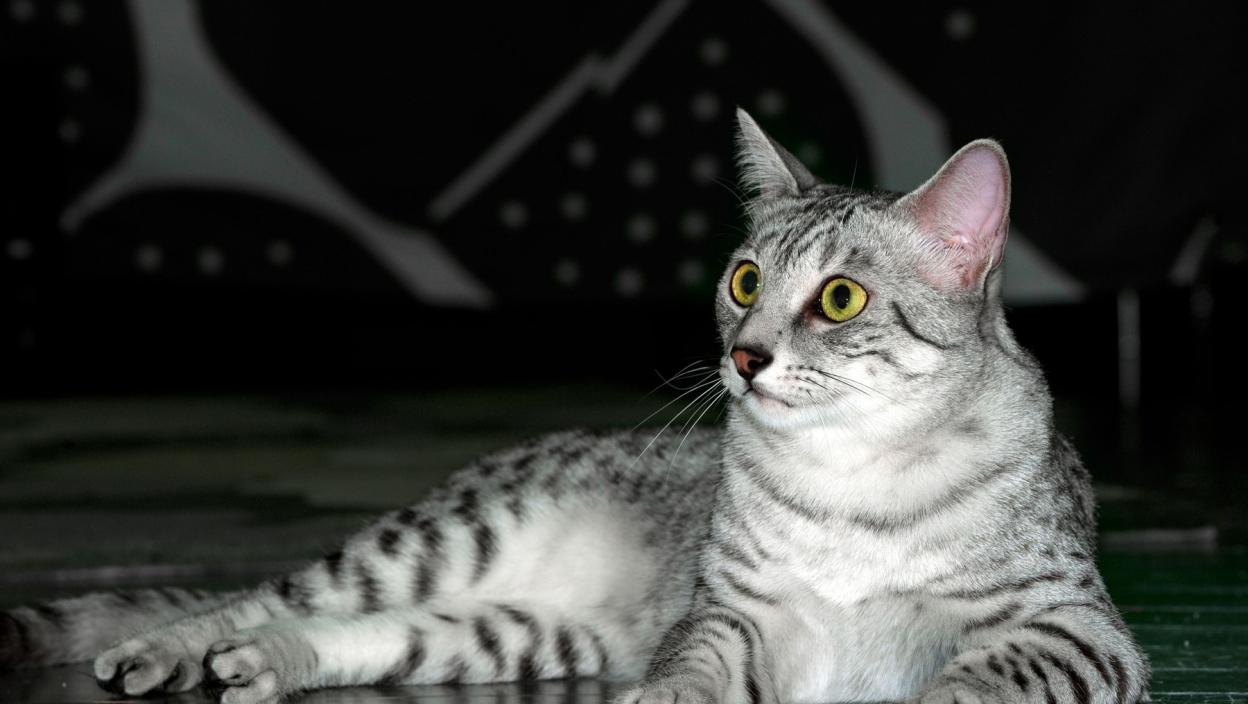 Egipatska Mau mačka: Kleopatrin idol i inspiracija