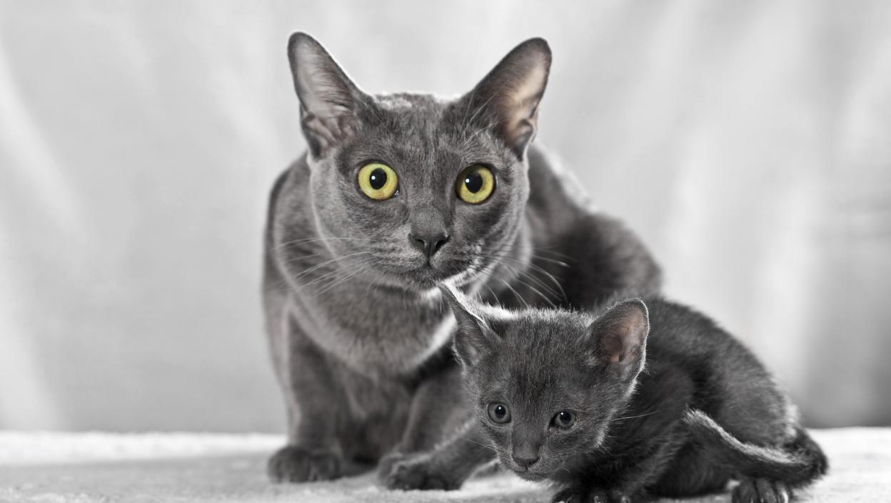 Корат мачка: Права срећница