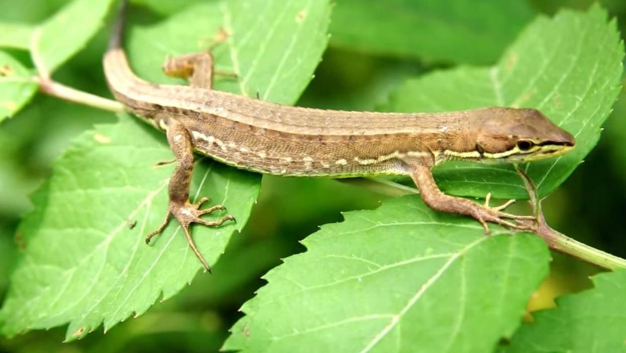 ЧУДЕСНА ПРИЧА О ПРИЈАТЕЉСТВУ: Гуштер је висио о клину који му је пробио ...