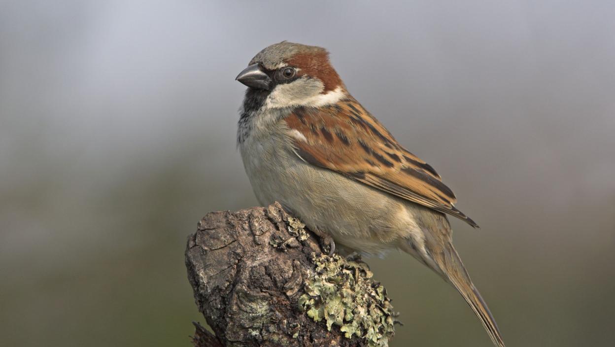 VRABAC JE SIMBOL BEOGRADA: Da li znate zašto? - Srbija danas