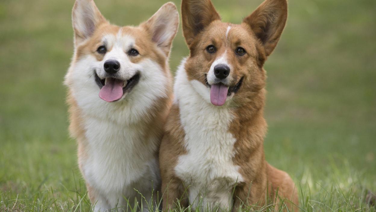 Korgi Korgičanstveni! Kraljevski pas sve popularniji i u SRBIJI ...