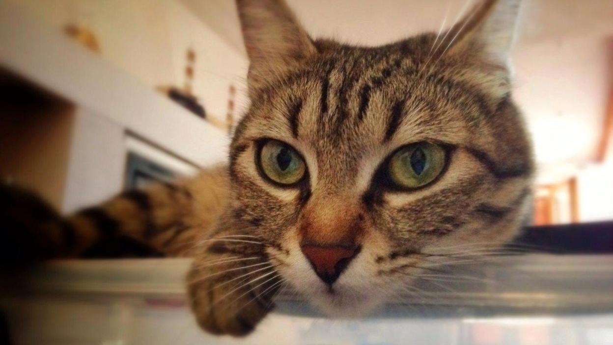 MAČJE PREDENJE JE LEKOVITO: Otkrijte na koji način ovaj kućni ljubimac ...