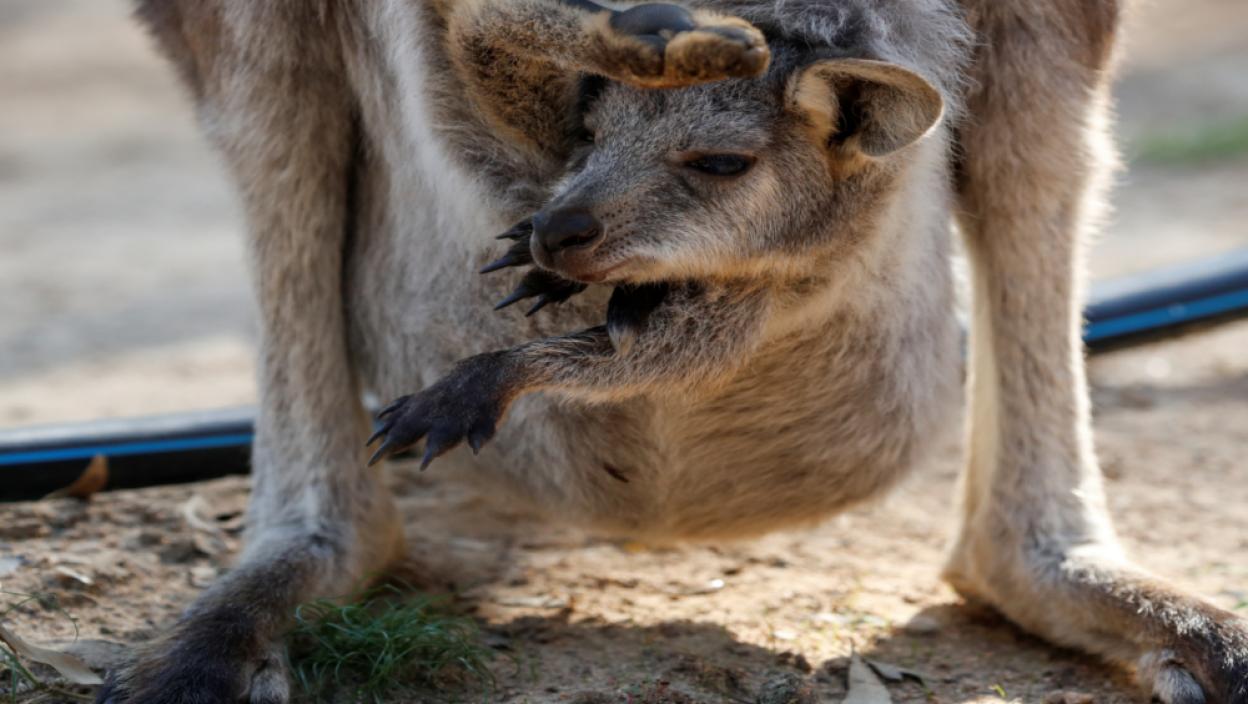 Valabi je bliski rođak kengura, a jedna neverovatna stvar ih čini ...