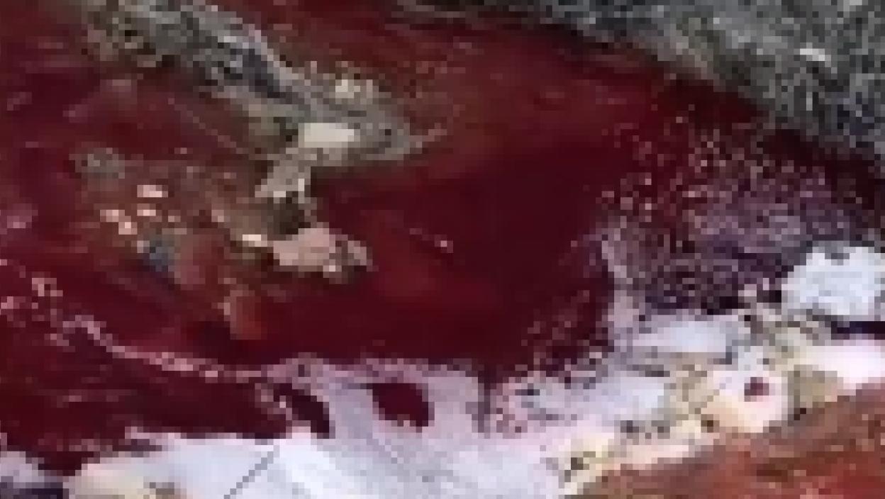 JEZIVO! Krvava reka teče Novim Pazarom - ekološka KATASTROFA u Srbiji ...