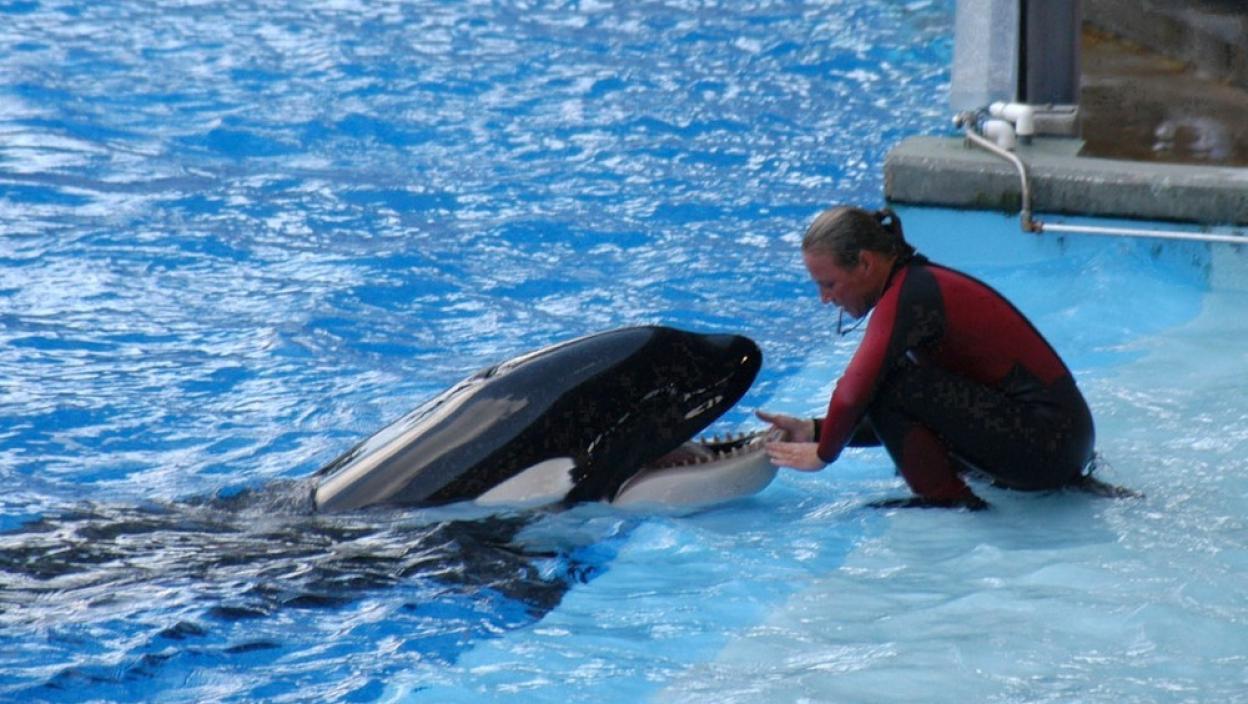 ORKA KIT RASKOMADAO ŽENU U ZABAVNOM PARKU: Publika vrištala, trenera ...