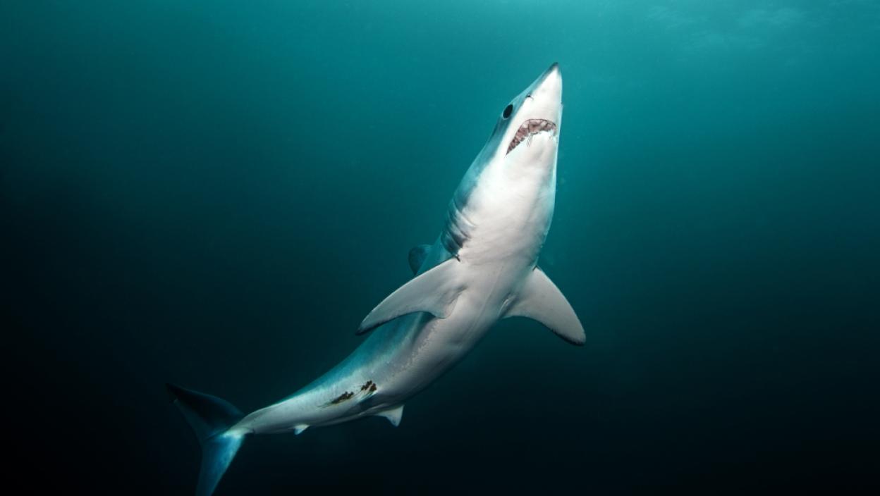 Napad ajkule na čuvenom letovalištu: Povređene dve turistkinje, jedva ...