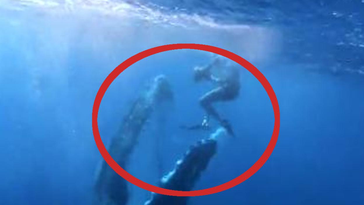 Ronilac se našao licem u lice sa morskim divom - onda je usledilo nešto ...