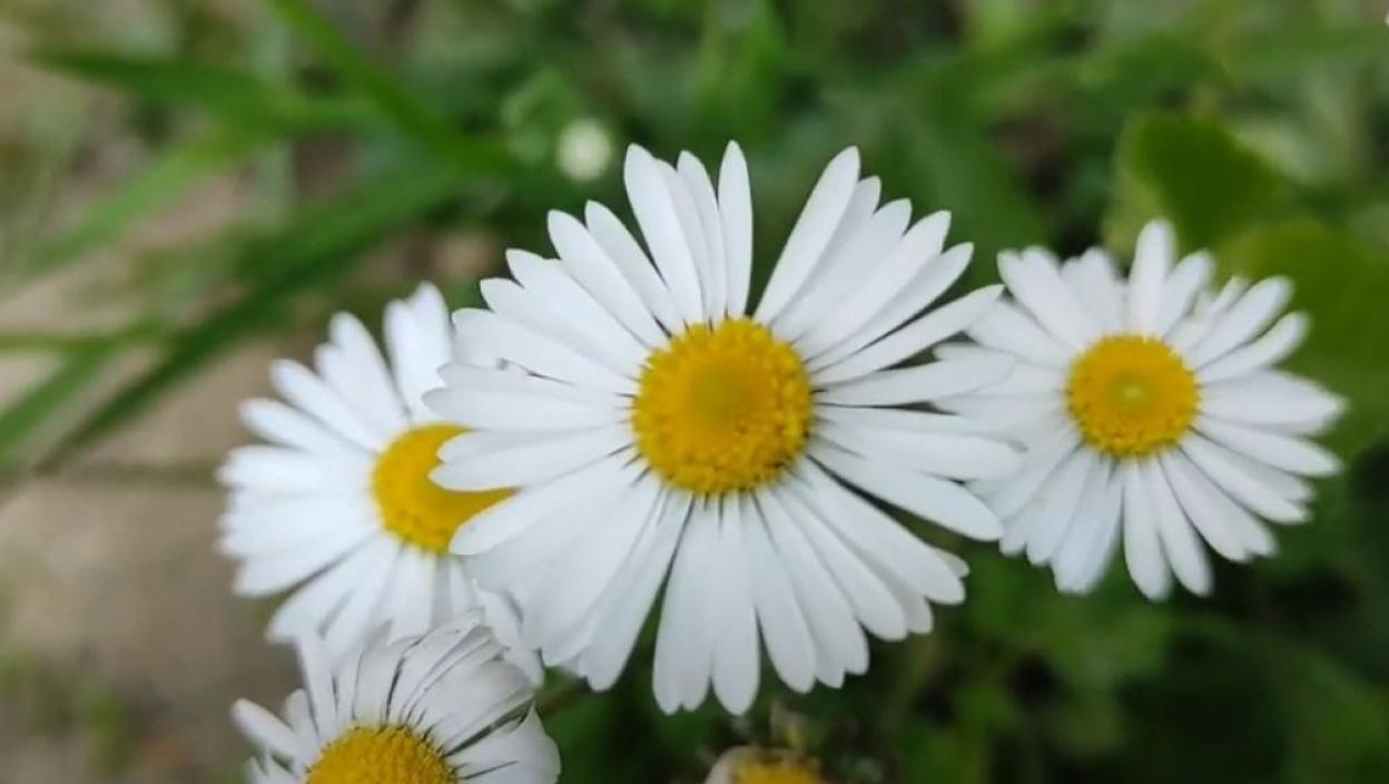 БЕЛА РАДА ИМА НЕВЕРОВАТНА ЛЕКОВИТА СВОЈСТВА: Лечи реуму, јетру и ...