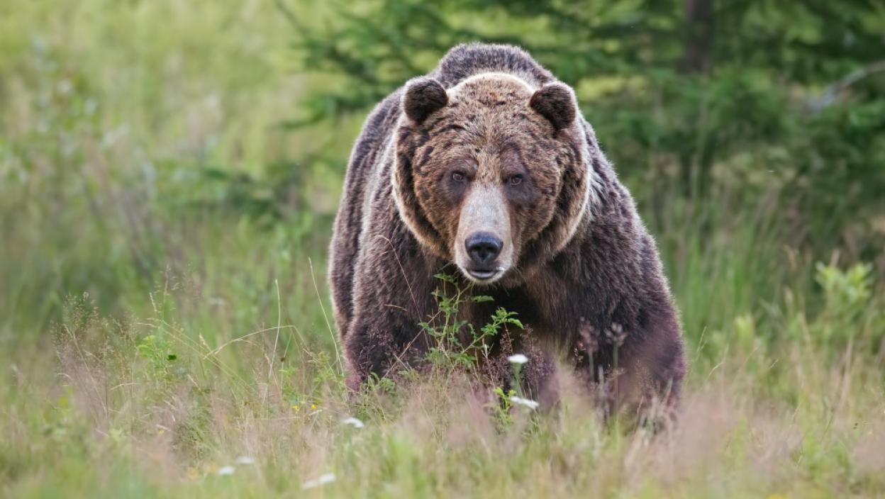 DRUGI NAPAD MEDVEDA ZA MESEC DANA u istom komšiluku: Nesrećni čovek ...