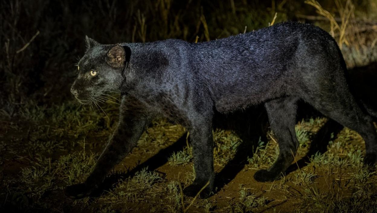 PRVA ŽRTVA CRNOG PANTERA! Nađeno raskomadano telo psa u šumi kod Vrbasa ...