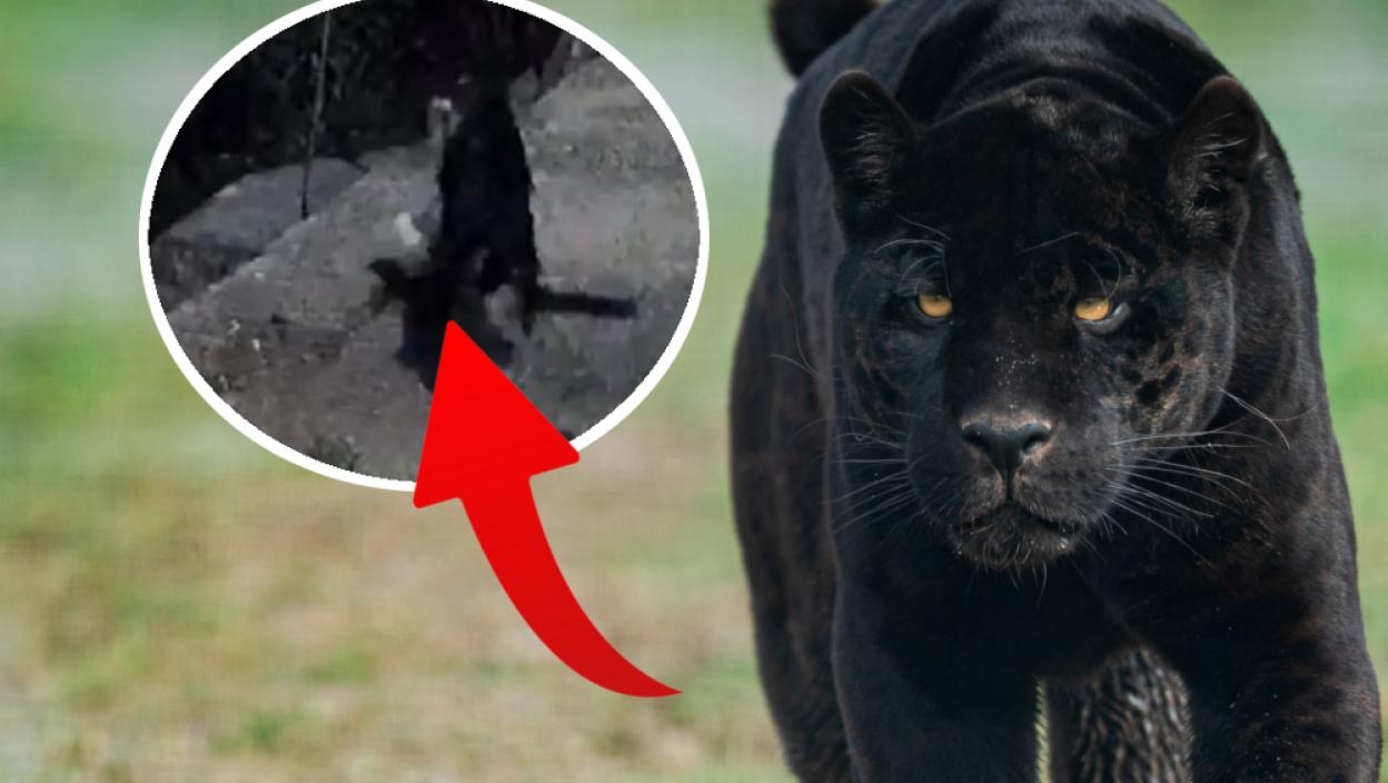 PANTER UŠETAO U DVORIŠTE I ZGRABIO PSA! Strah na severu zemlje NE ...