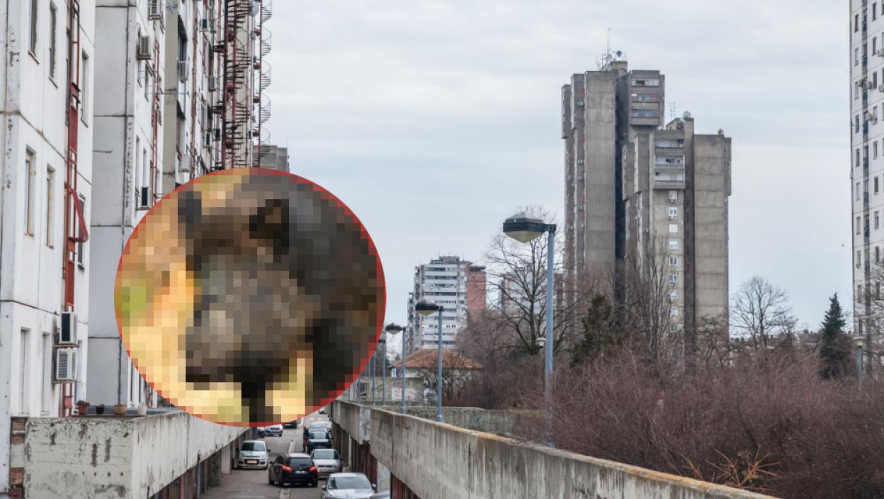 DIVLJE ZVERI ZAPOSELE NOVI BEOGRAD! "Može da bude tragično" Građani ...