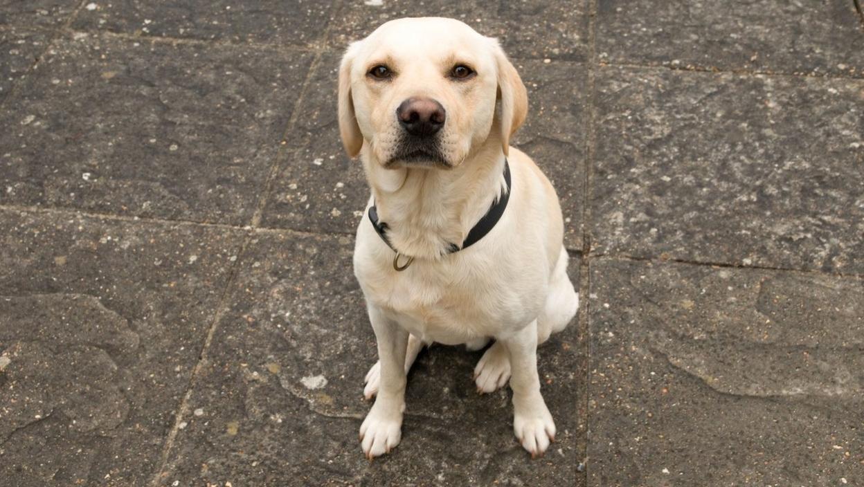 Labrador VIŠE NIJE NAJPOPULARNIJA RASA PASA na svetu: Evo ko je dospeo ...