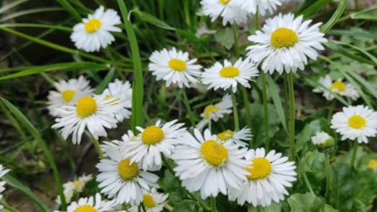 NAJLEKOVITIJE POLJSKO CVEĆE: BELA RADA leči reumu, jetru i bubrege ...