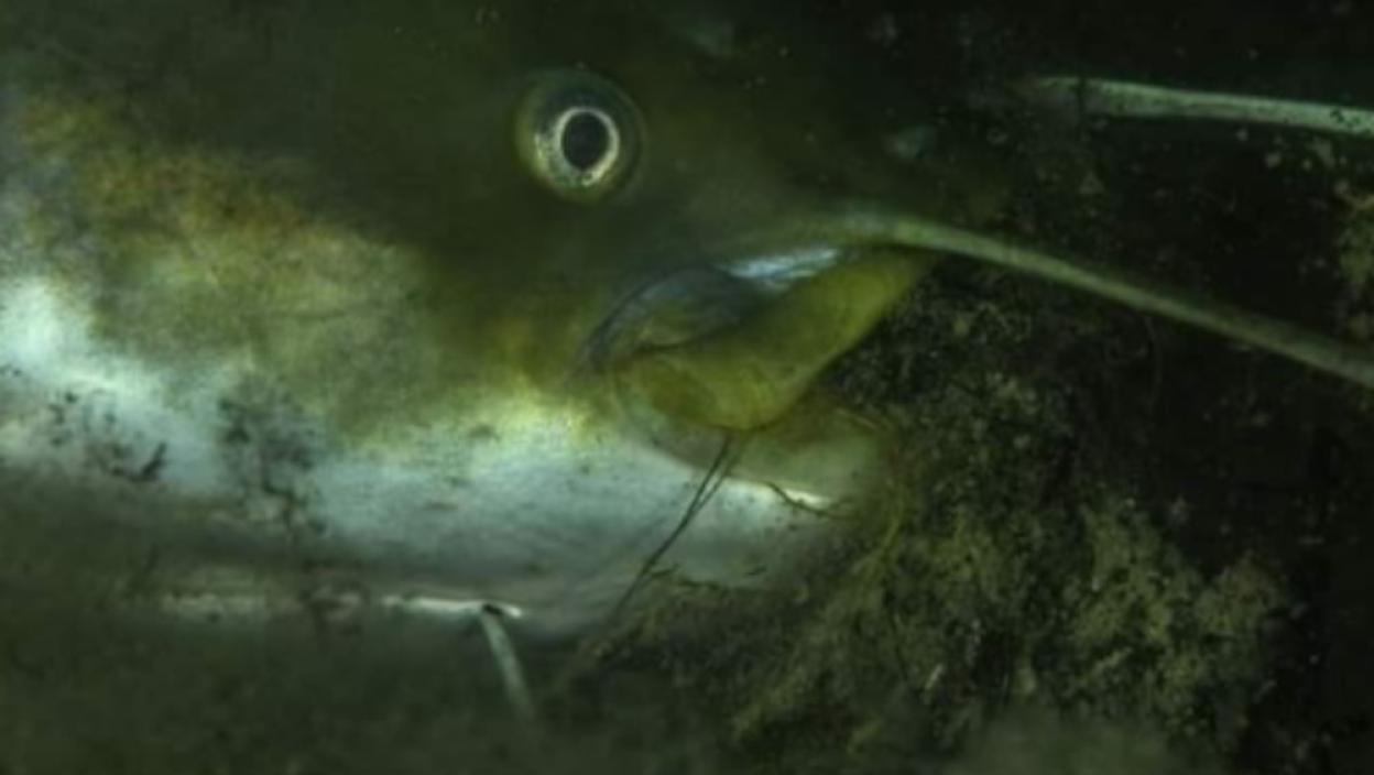 NA ADI CIGANLIJI POJAVILI SE SOMOVI DUGAČKI NEKOLIKO METARA: Niko ne ...