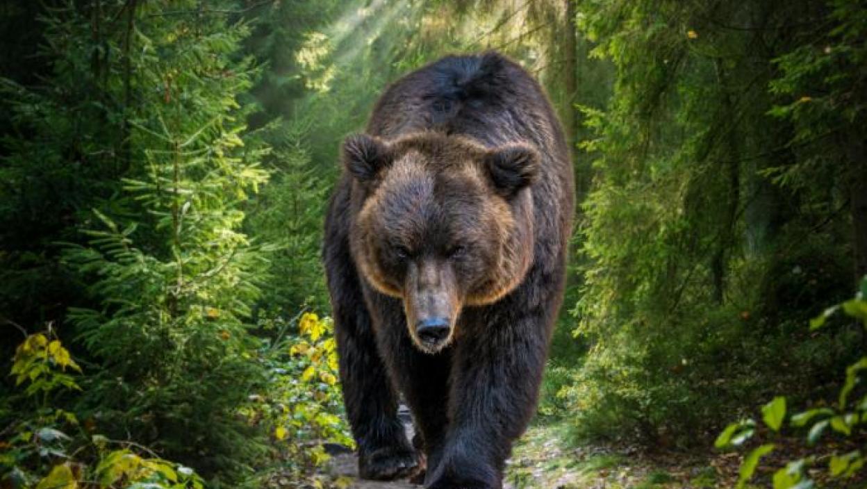 RAZJARENE ZVERI TERORIŠU NOVOPAZARSKA SELA! Meštani u strahu: Košnice ...